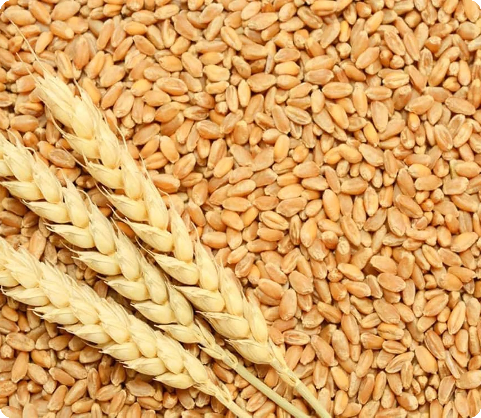 Krishvana Global Grains